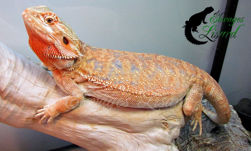 Élevages Lisard - Nos dragons barbus