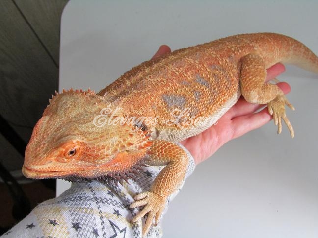 Élevages Lisard - Nos dragons barbus