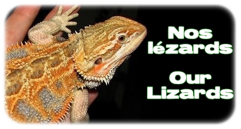 Élevages Lisard - Accueil / Home